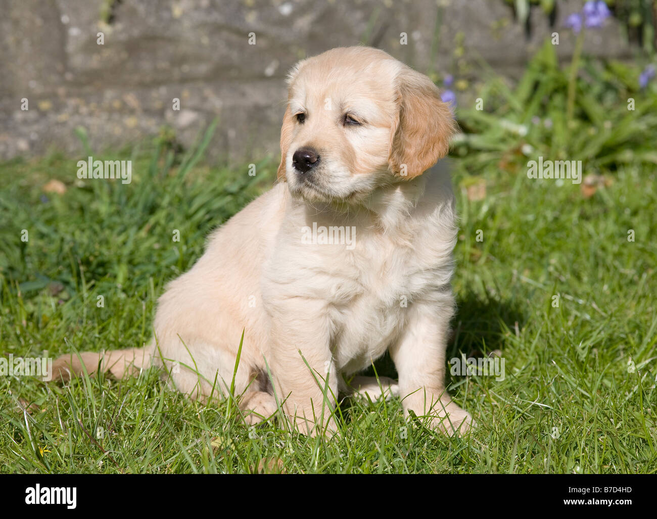 Golden Retriever female puppy 7 weeks old Yorkbeach Golden Sandbank ...