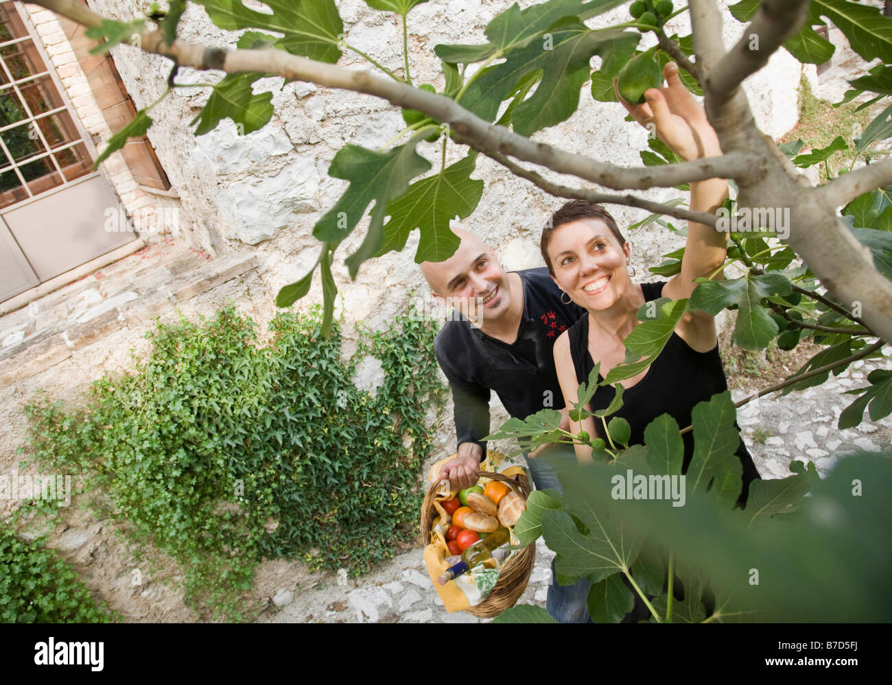 Man and woman picking figs Stock Photo - Alamy