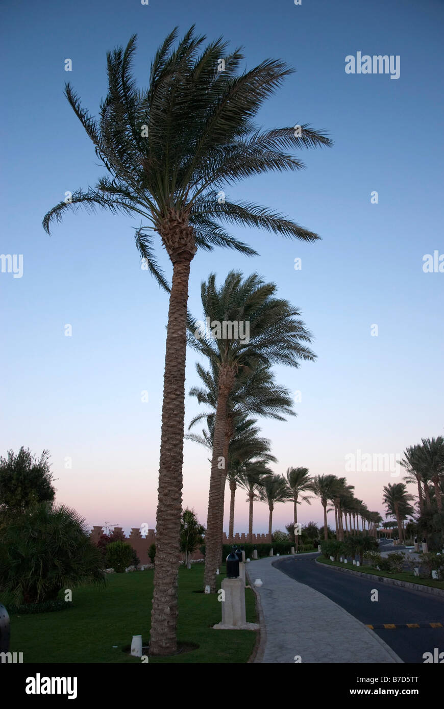 Palm tree lined hi-res stock photography and images - Alamy