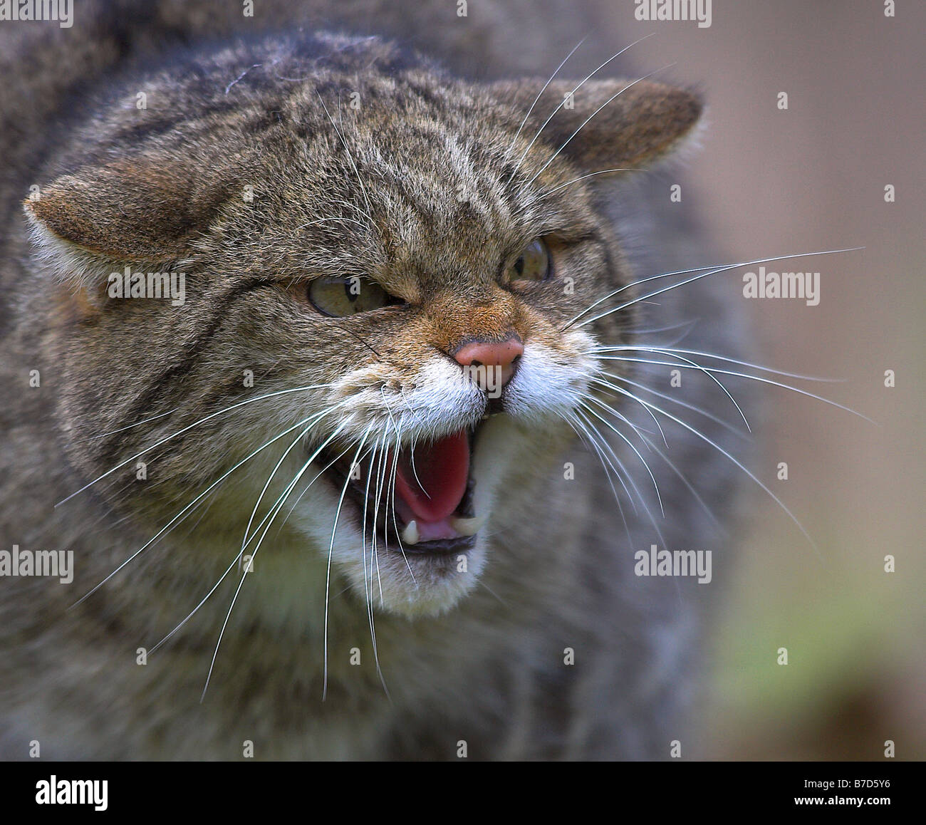 Scottish Wildcat Stock Photo - Alamy