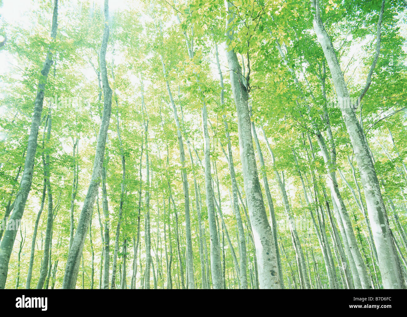 Beech tree trunk leaf inside hi-res stock photography and images - Alamy