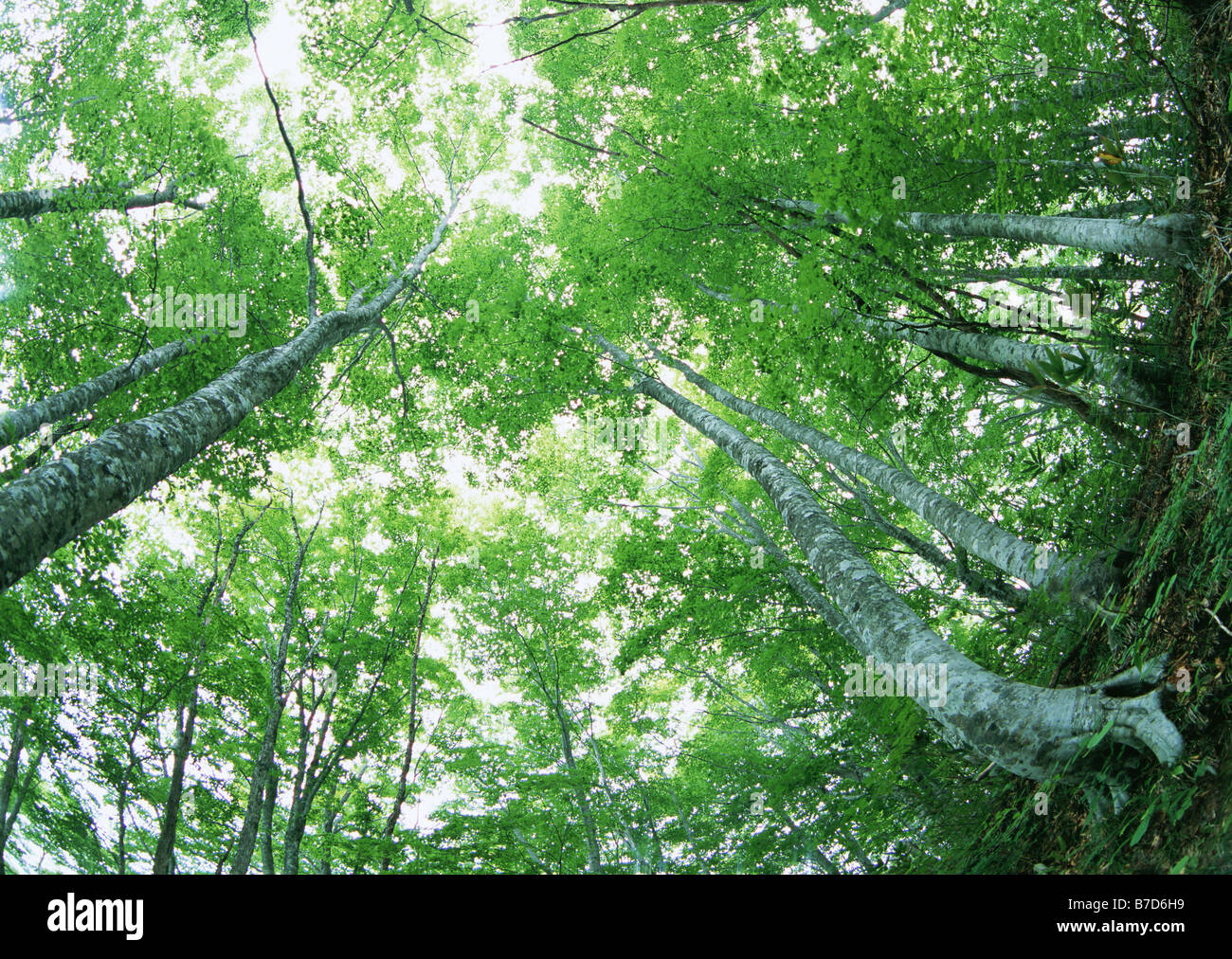 Beech tree trunk leaf inside hi-res stock photography and images - Alamy