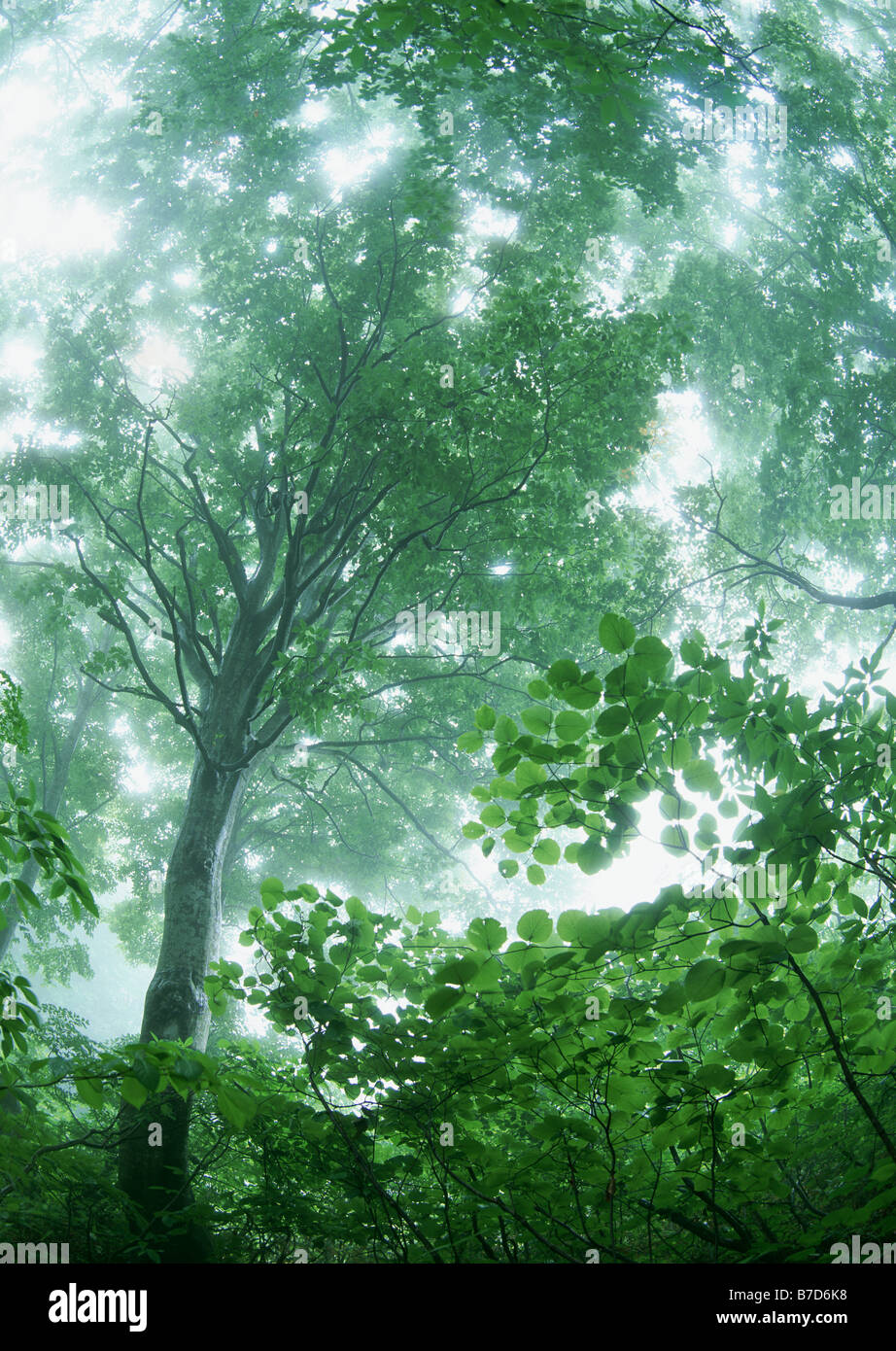 Beech fish hi-res stock photography and images - Alamy