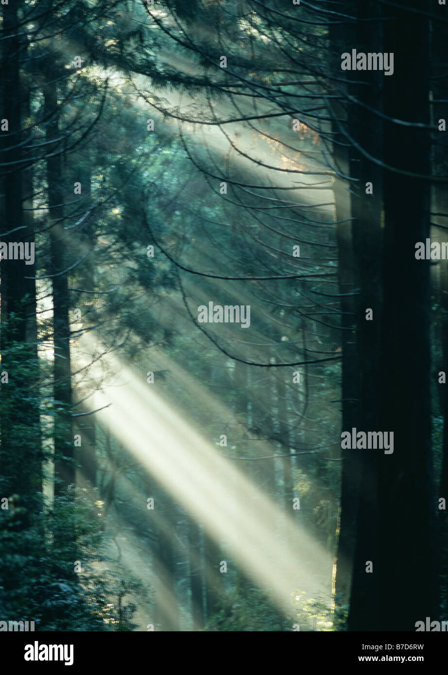 Sunlight Streaming Through the Leaves of Trees Stock Photo - Alamy