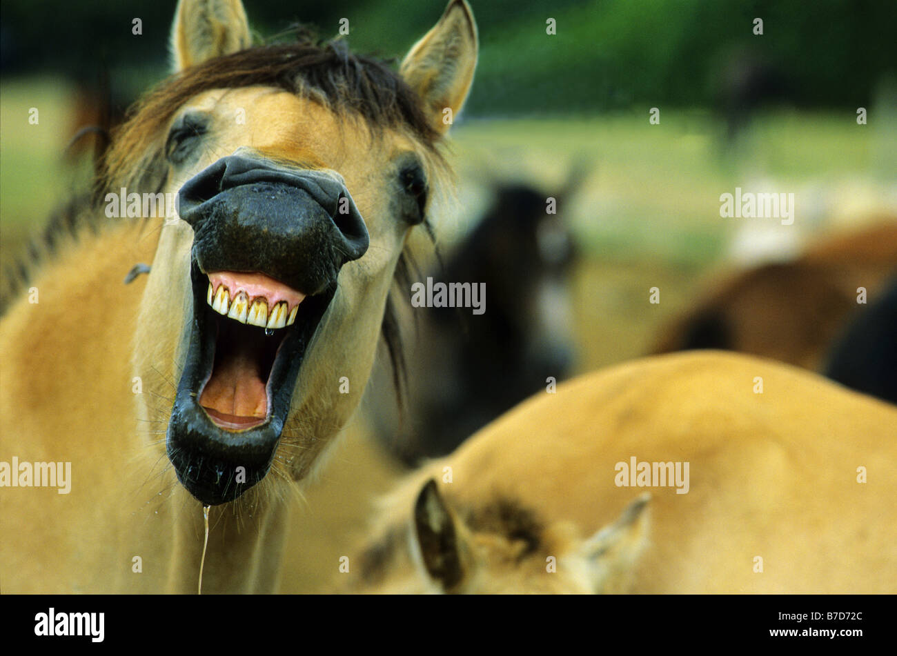 Snickering High Resolution Stock Photography and Images - Alamy