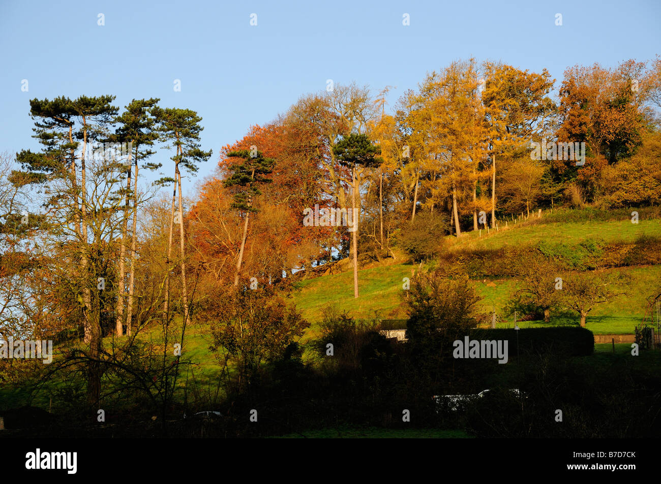 Cedar Trees in an Autumn Landscape Cotswolds Stock Photo - Alamy