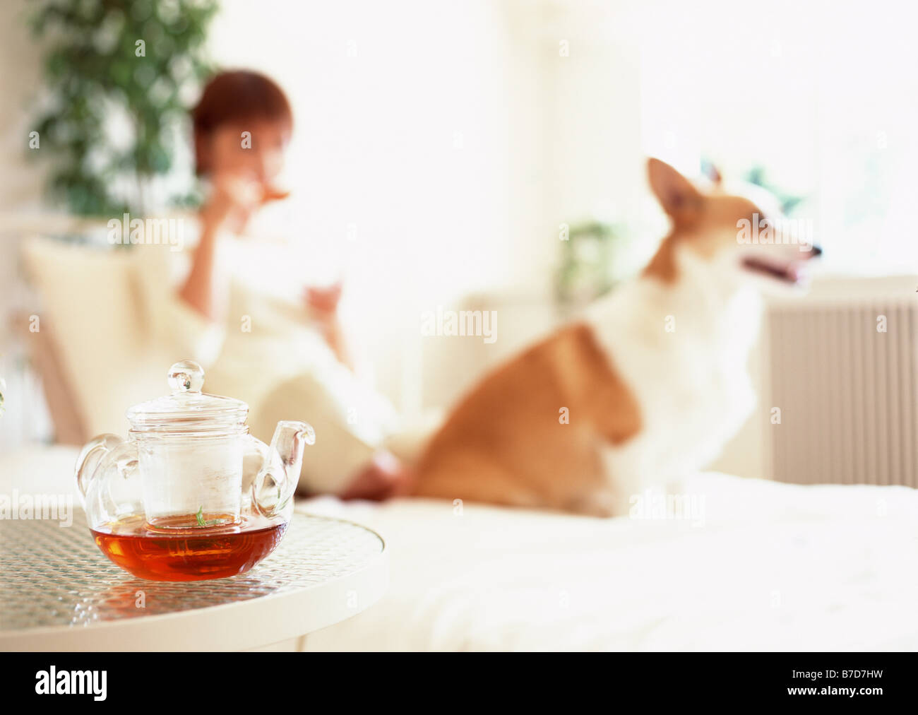 Tea break with dog Stock Photo - Alamy