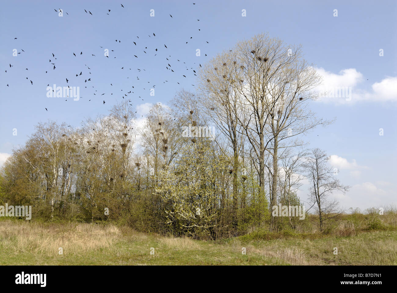 rook (Corvus frugilegus), colony, Germany, Lower Saxony Stock Photo - Alamy