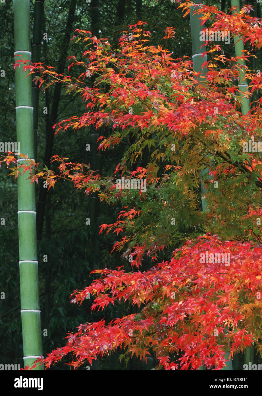 Autumn colored leaves and bamboo tree Stock Photo - Alamy