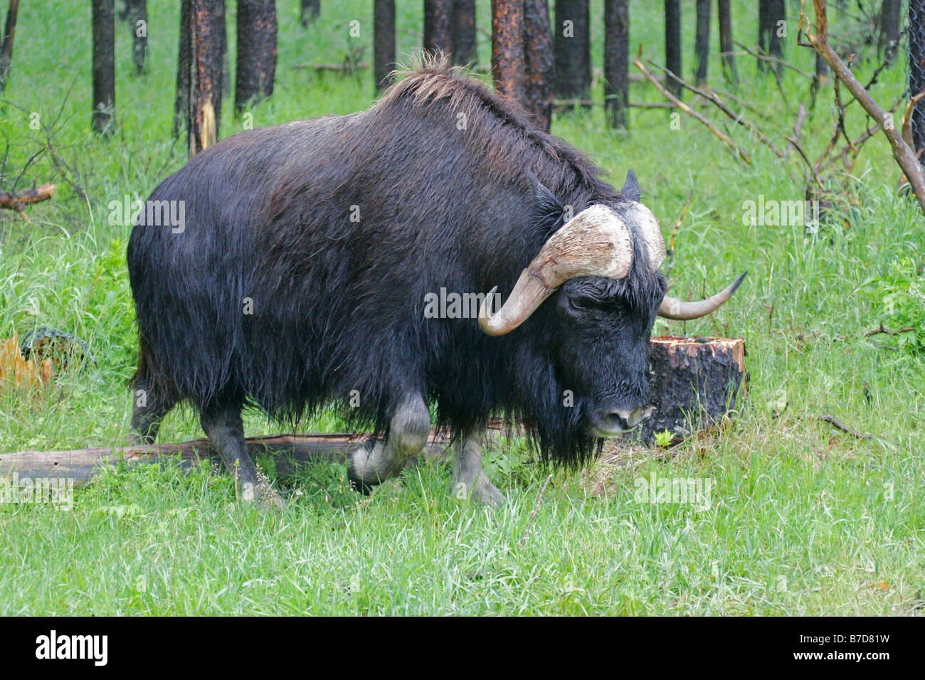 muskox (Ovibos moschatus), walking Stock Photo - Alamy