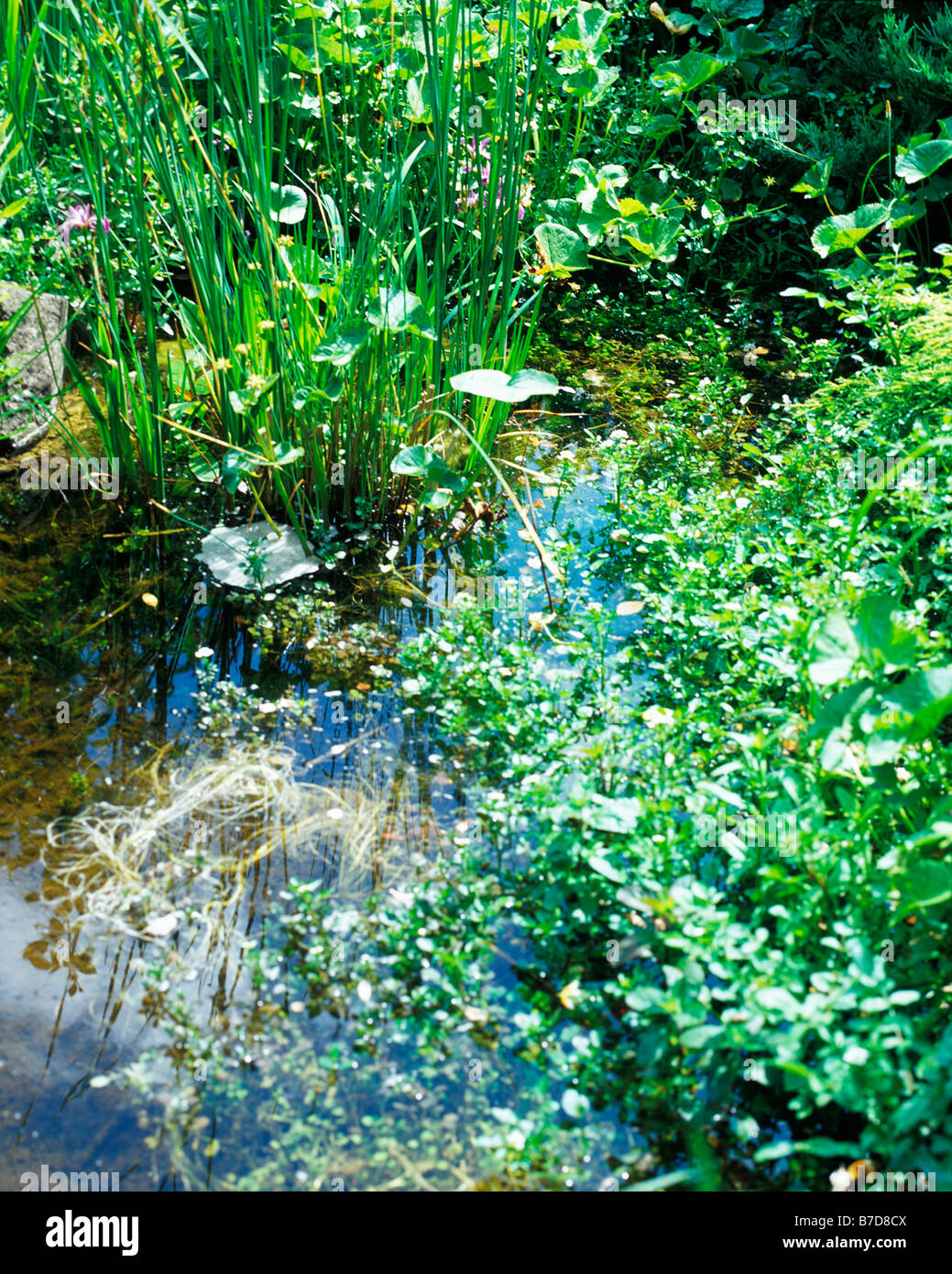 a wild life pond in summer Stock Photo - Alamy