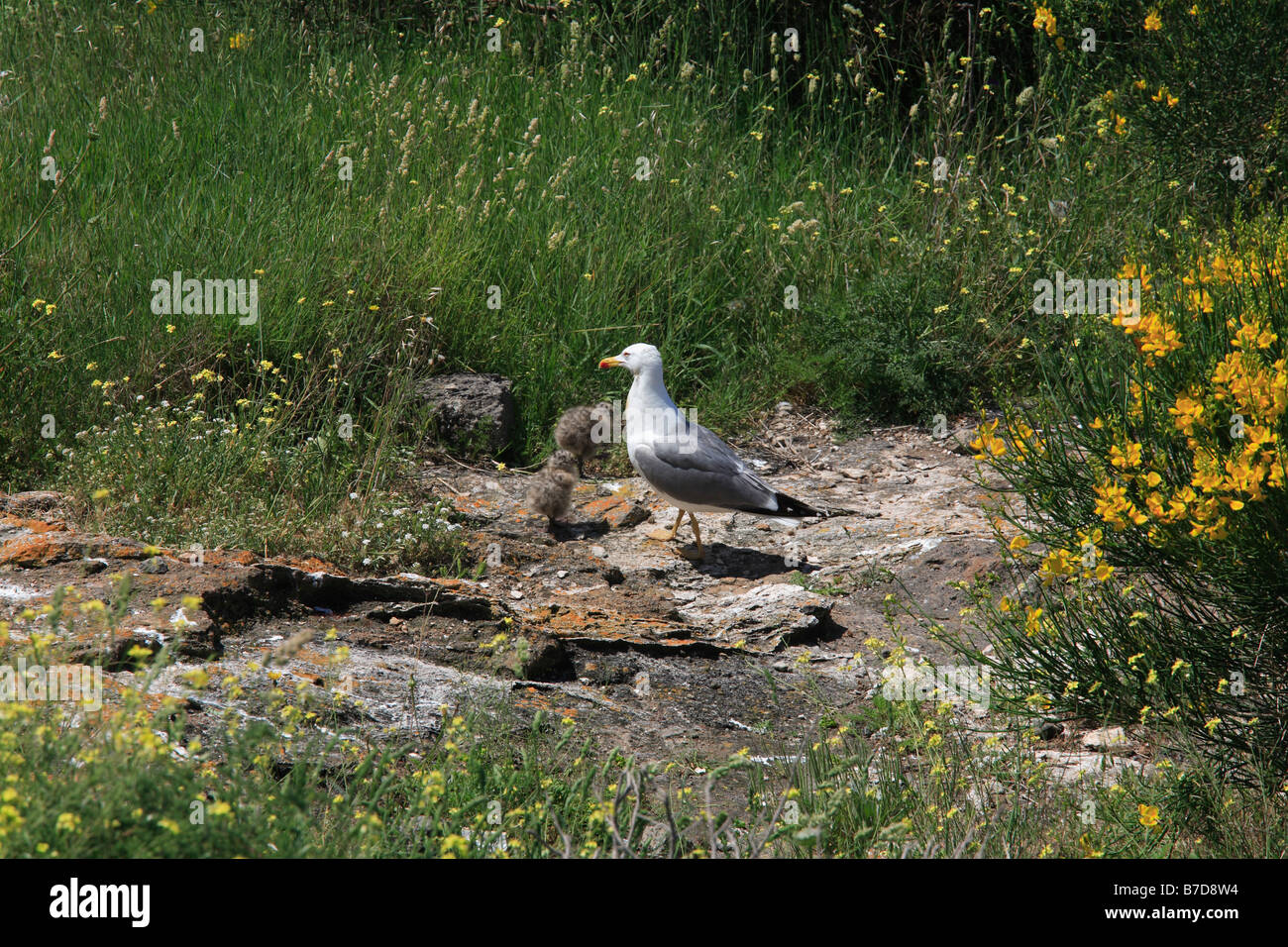 Sea gull with chicks, Ventotene island, Lazio, Italy Stock Photo - Alamy