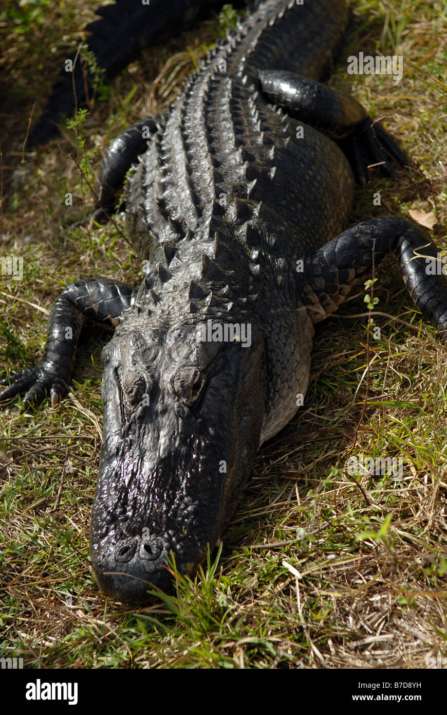 Alligator close-up in everglades Stock Photo - Alamy