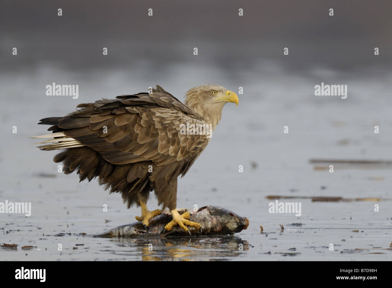 white-tailed sea eagle (Haliaeetus albicilla), adult eating crap ...