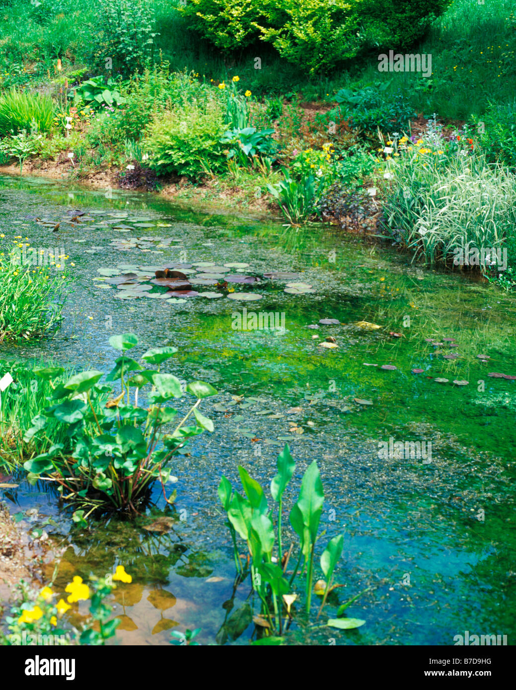 pond for wildlife incoirporating a clay liner Stock Photo - Alamy