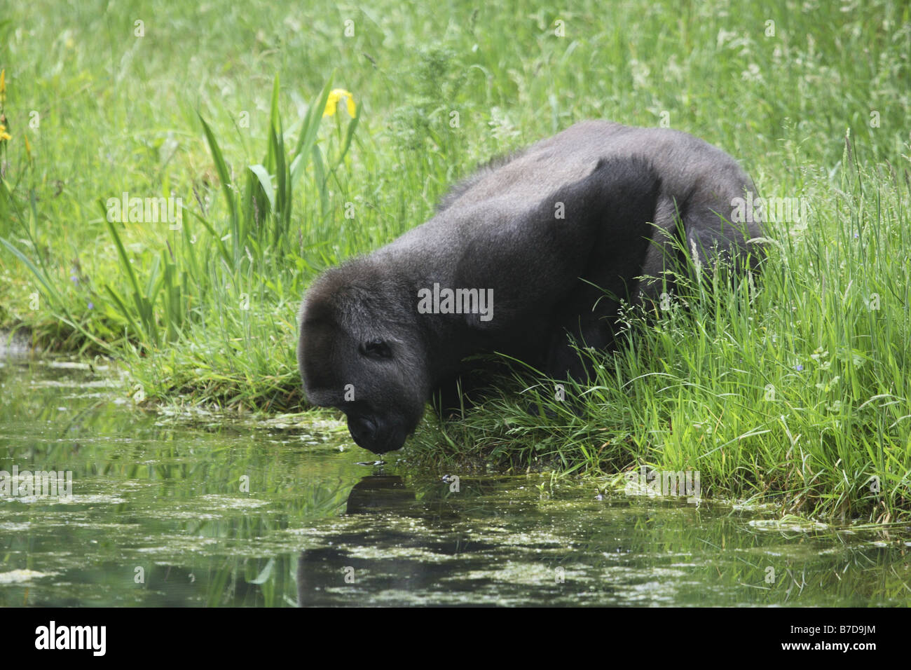 lowland gorilla (Gorilla gorilla gorilla), drinking water Stock Photo ...