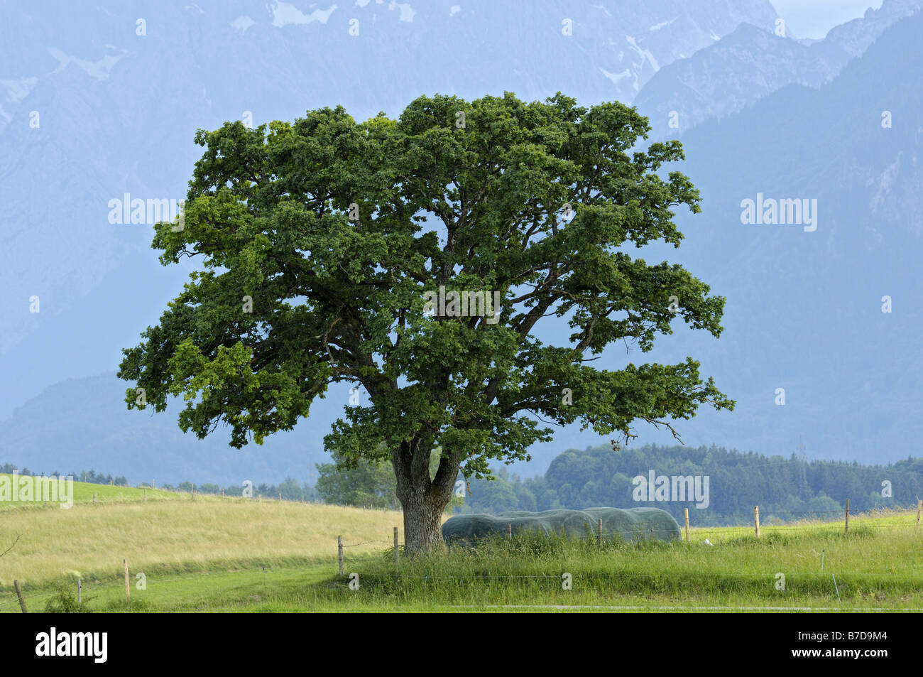oak (Quercus spec.), single tree, Germany, Bavaria, Riegsee Stock Photo ...