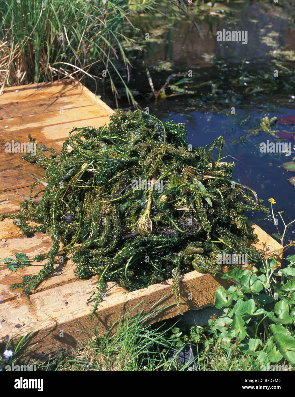 Canadian pond weed hi-res stock photography and images - Alamy