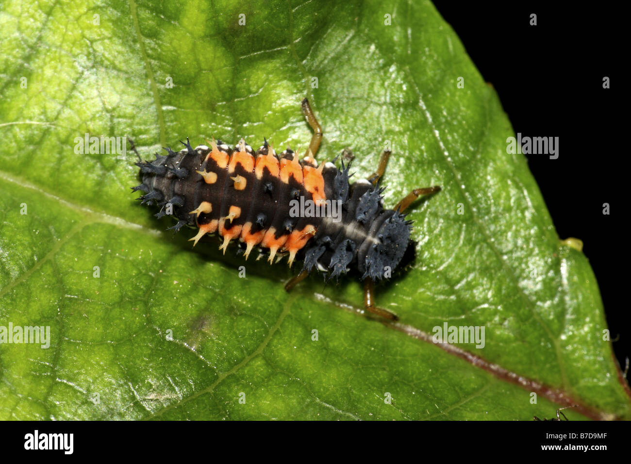 Larva on w hi-res stock photography and images - Alamy