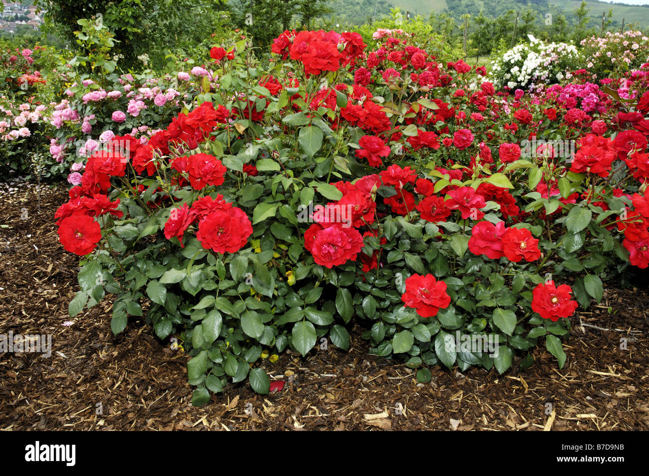 Meilland Roses High Resolution Stock Photography and Images - Alamy
