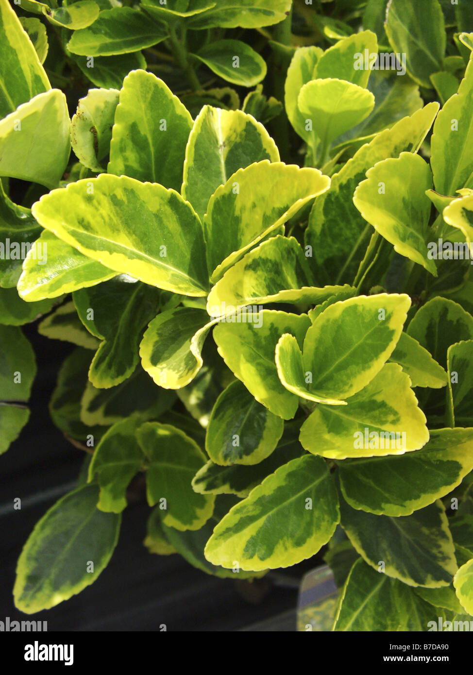 climbing euonymus, wintercreeper euonymus, winter-creeper (Euonymus ...