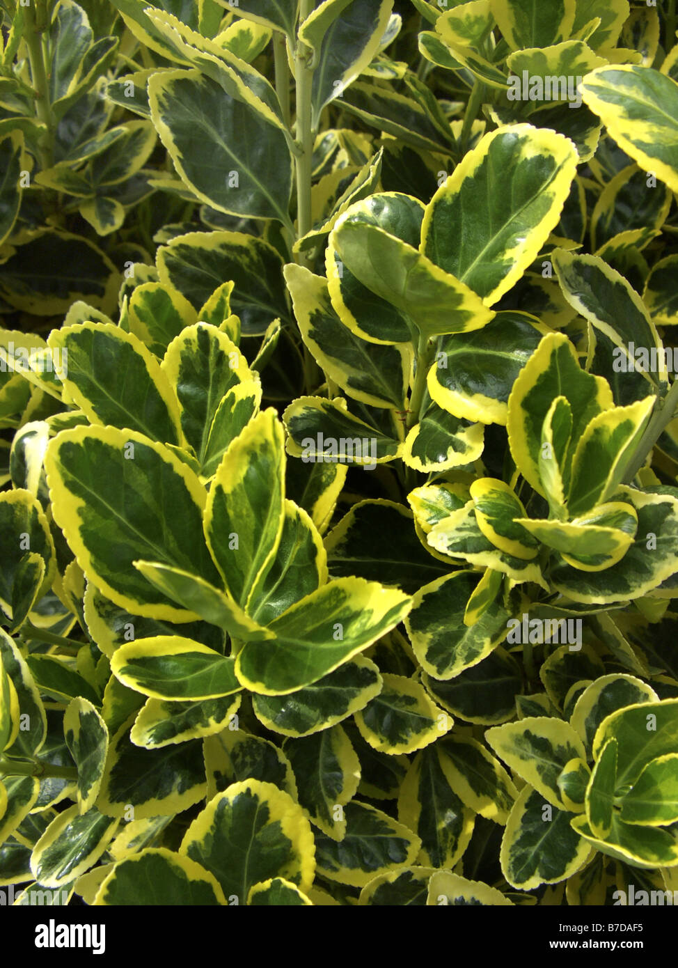 Japanese Euonymus (Euonymus japonicus 'Marieke', Euonymus japonicus ...