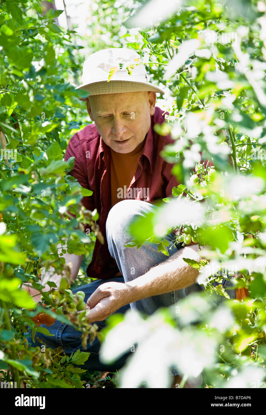 Vertical pruning hi-res stock photography and images - Alamy
