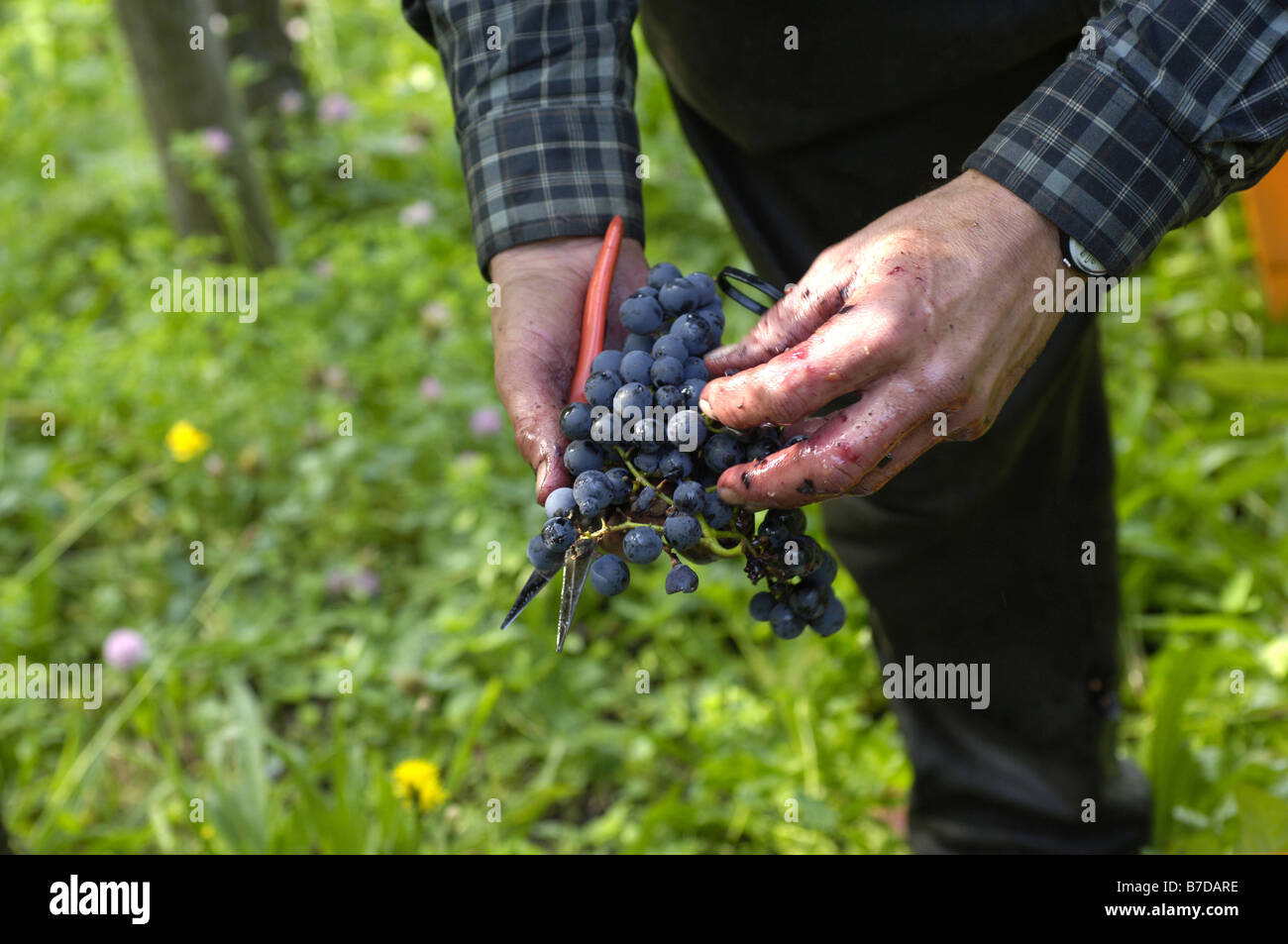 man at the grape gathering, checking the crop, Germany, Baden ...