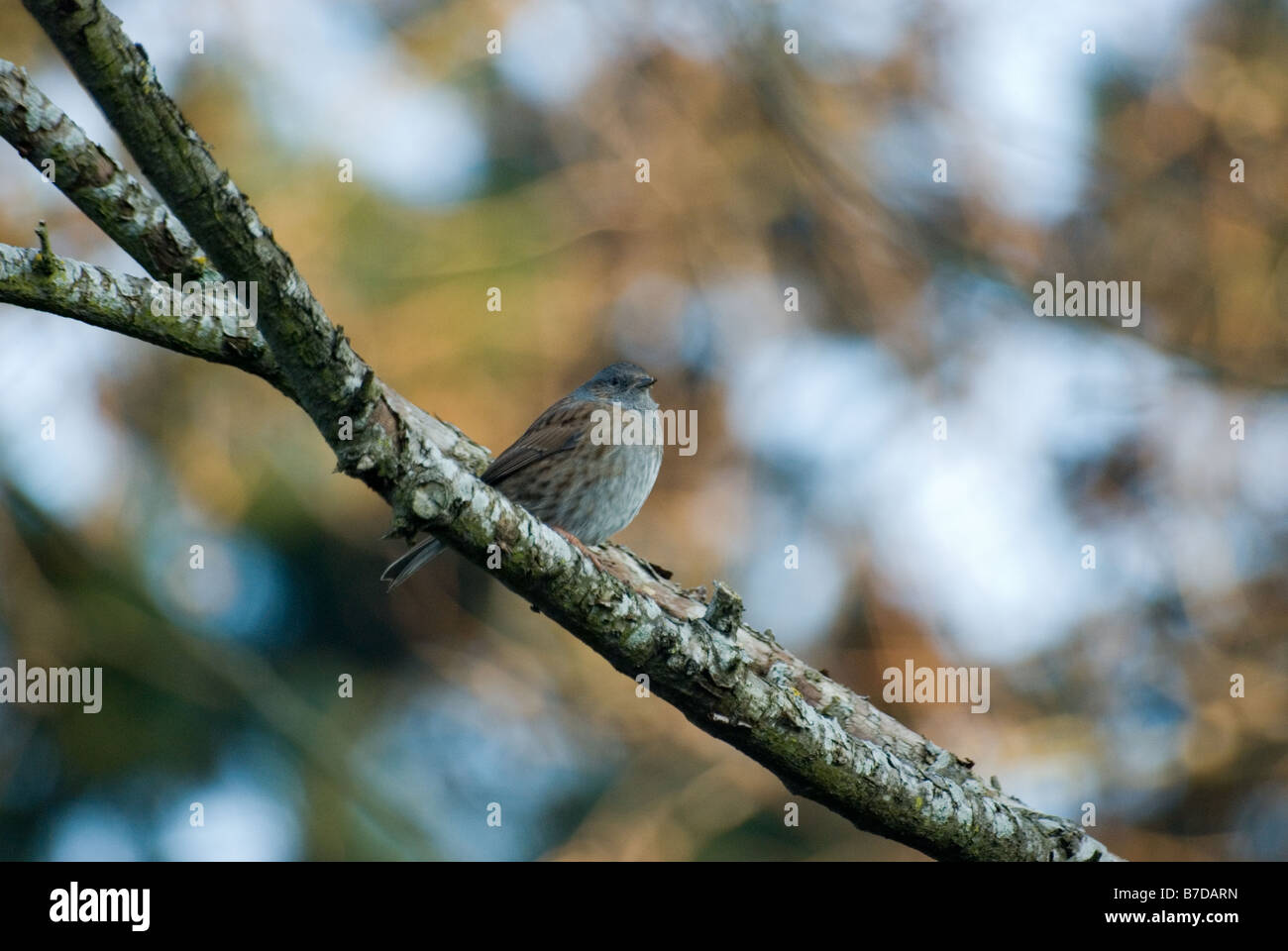 Wren bark hi-res stock photography and images - Alamy