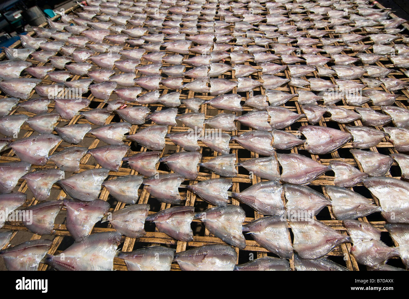 fish drying on a rack in the market in Sangkhlaburi Thailand Stock ...