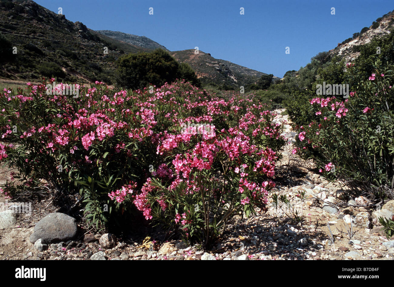 oleander (Nerium oleander), in a dry riverbed, Greece, Milos Stock ...