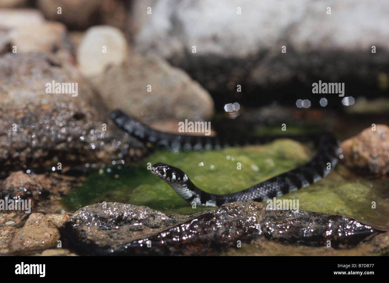 Milos grass snake (Natrix natrix schweizeri), in its natural habitat ...