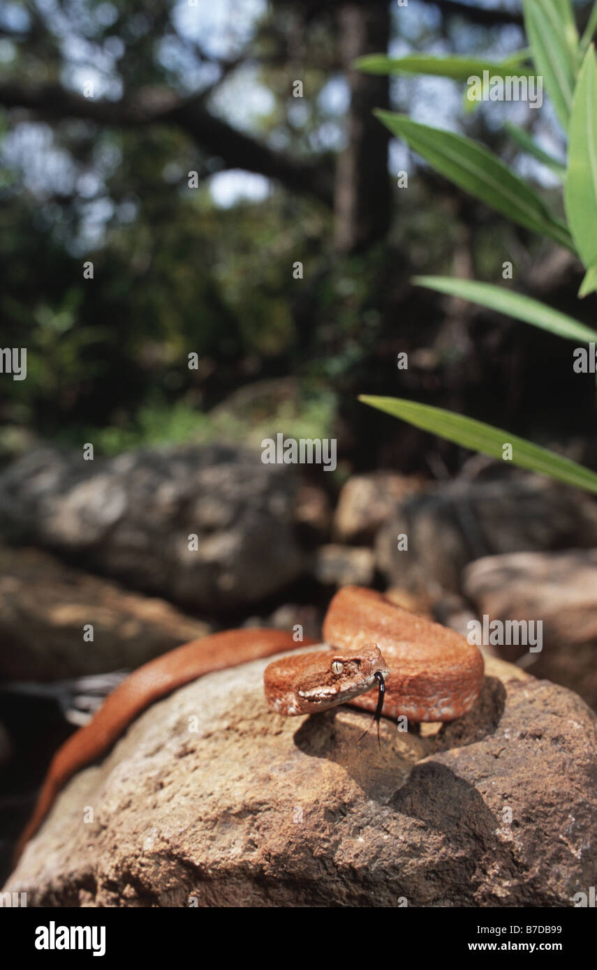 Cyclades blunt-nosed viper, Milos viper (Macrovipera schweizeri), red ...