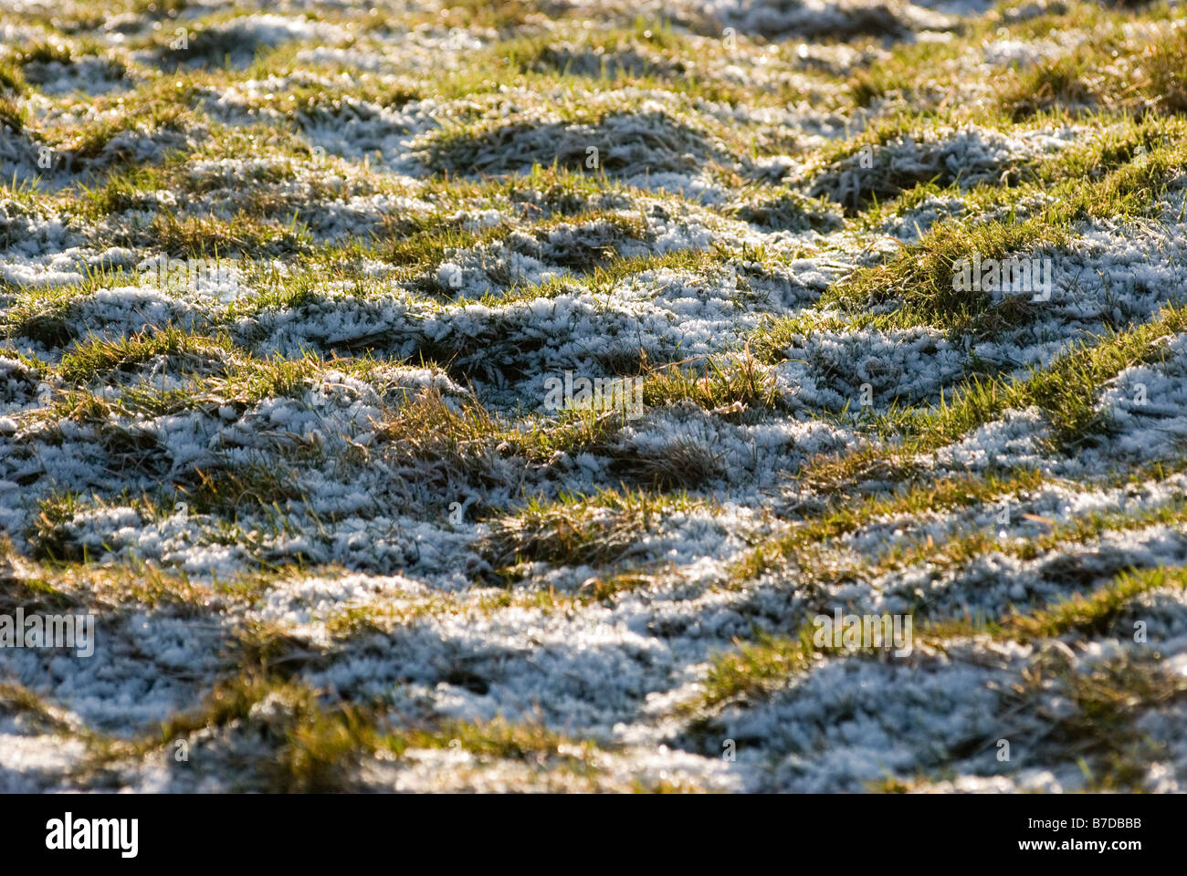 Hoar frost covered grass (UK Weather Stock Photo - Alamy