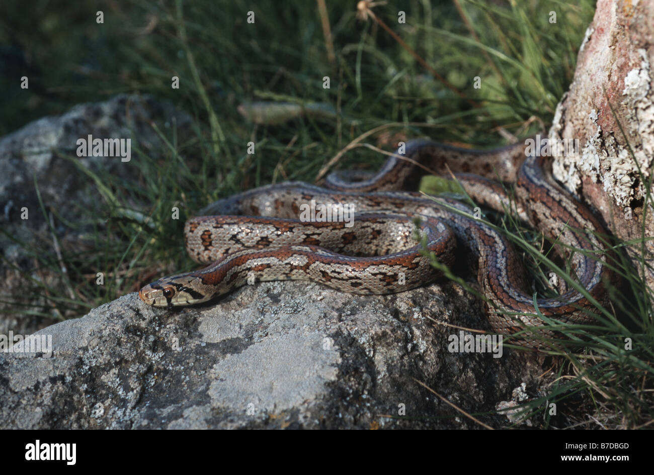 Leopard snakes hi-res stock photography and images - Alamy