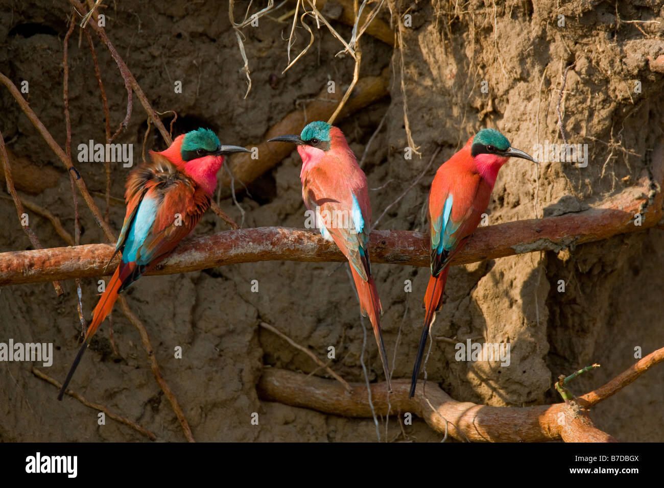 Southern Carmine Bee-eaters Perched on a Branch in the Okavango ...