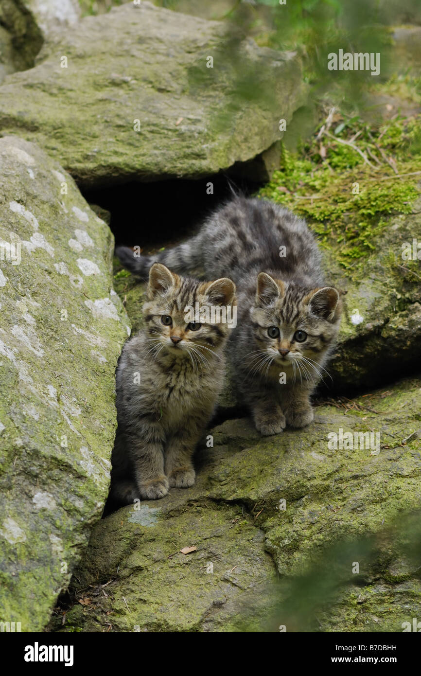 European wildcat, forest wildcat (Felis silvestris silvestris), two ...