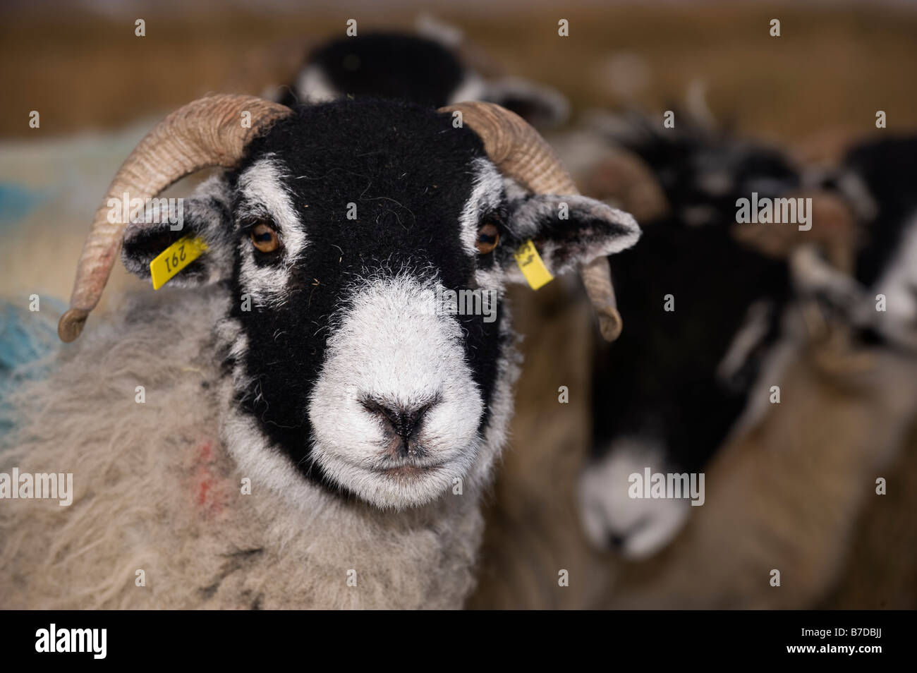 Swaledale identification hi-res stock photography and images - Alamy