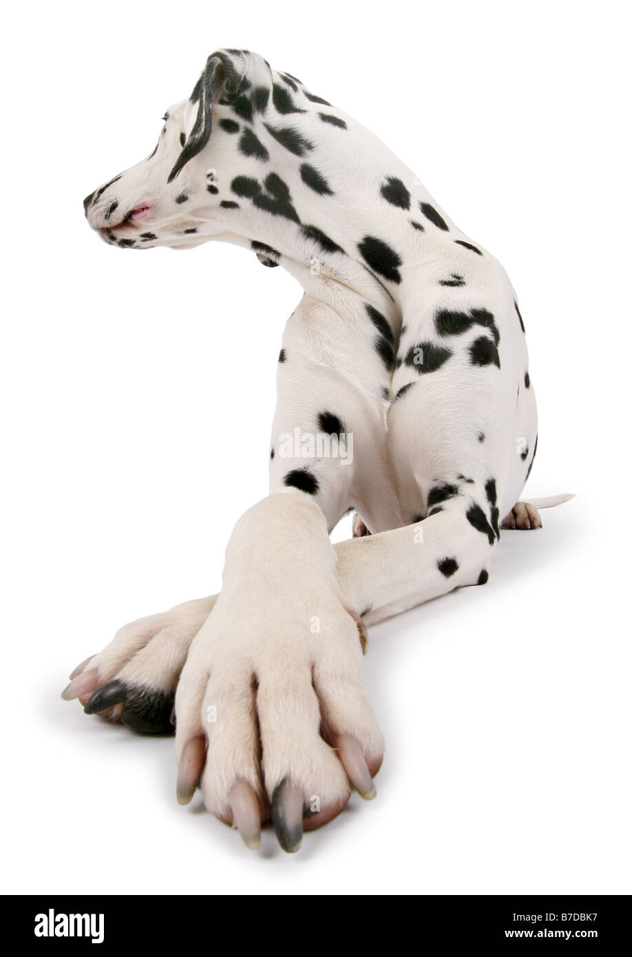 Dalmatian (Canis lupus f. familiaris), front view of a Dalmatian ...