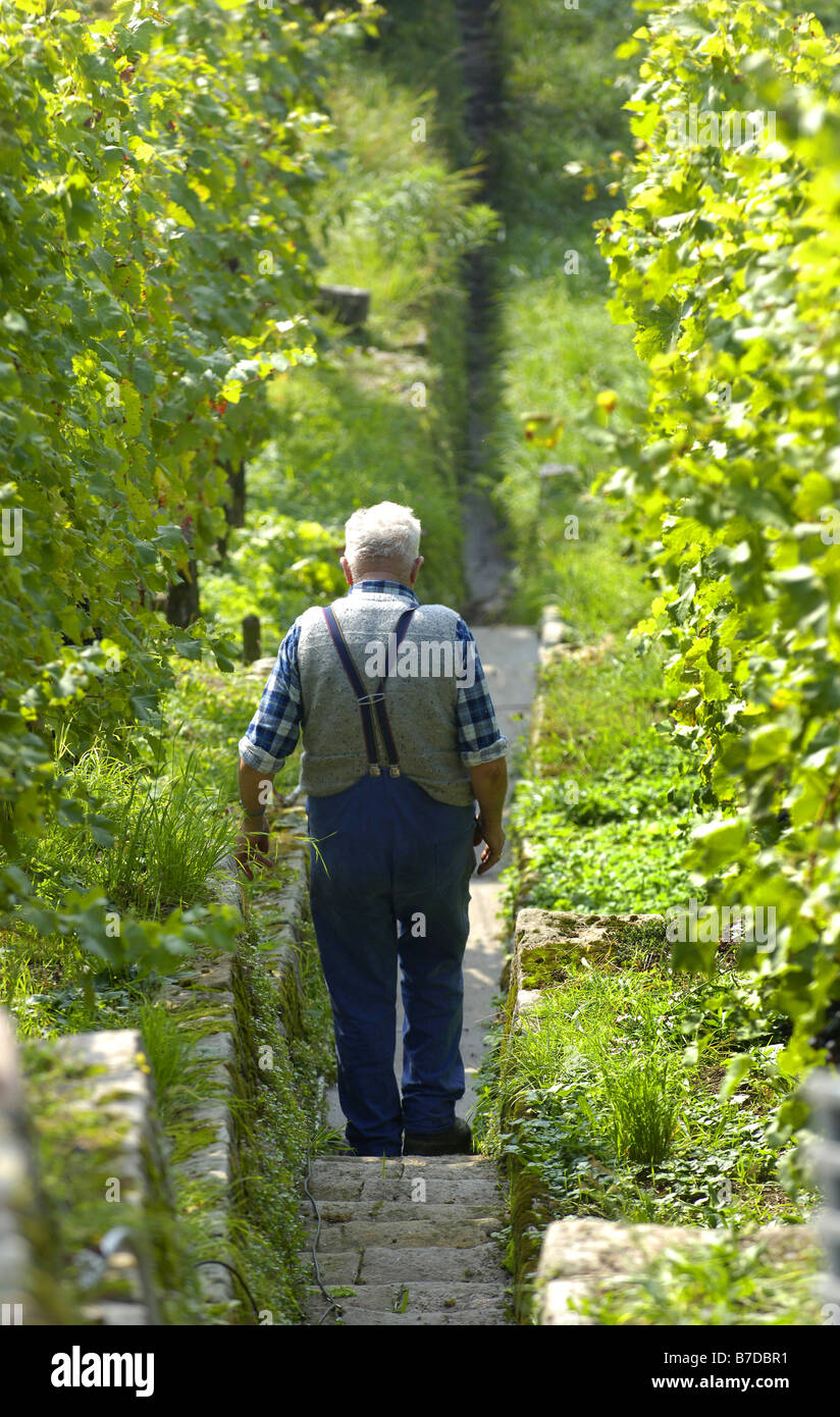 Man going along a path at the grape vine hi-res stock photography and ...