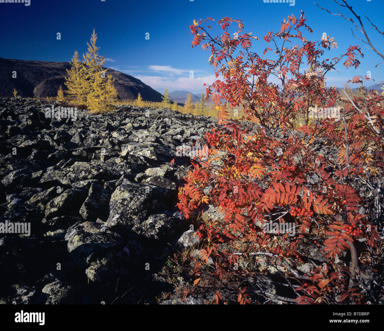 Russia. Yamal Region. Polar Ural. Autumn Stock Photo - Alamy