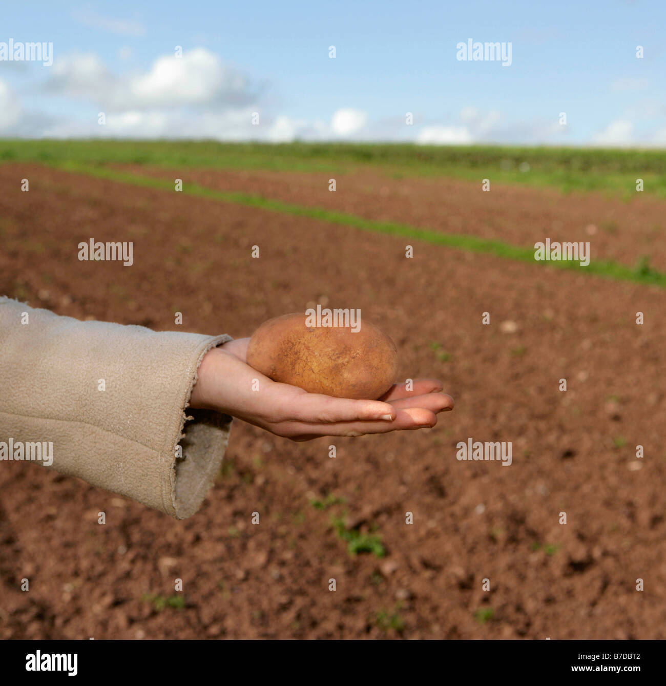 Hand One Potato High Resolution Stock Photography and Images - Alamy