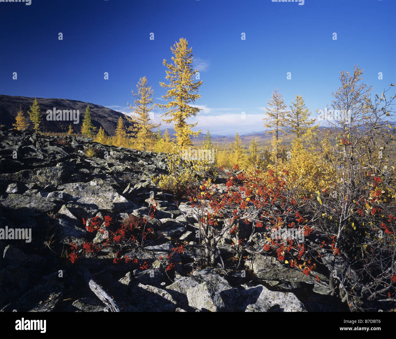 Russia. Yamal Region. Polar Ural. Autumn Stock Photo - Alamy