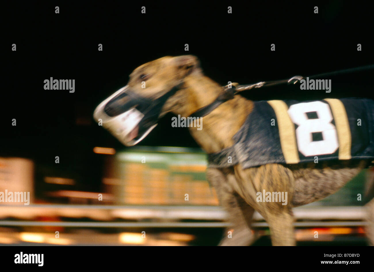 Greyhound Race Dog walking to night time starting gate Stock Photo - Alamy