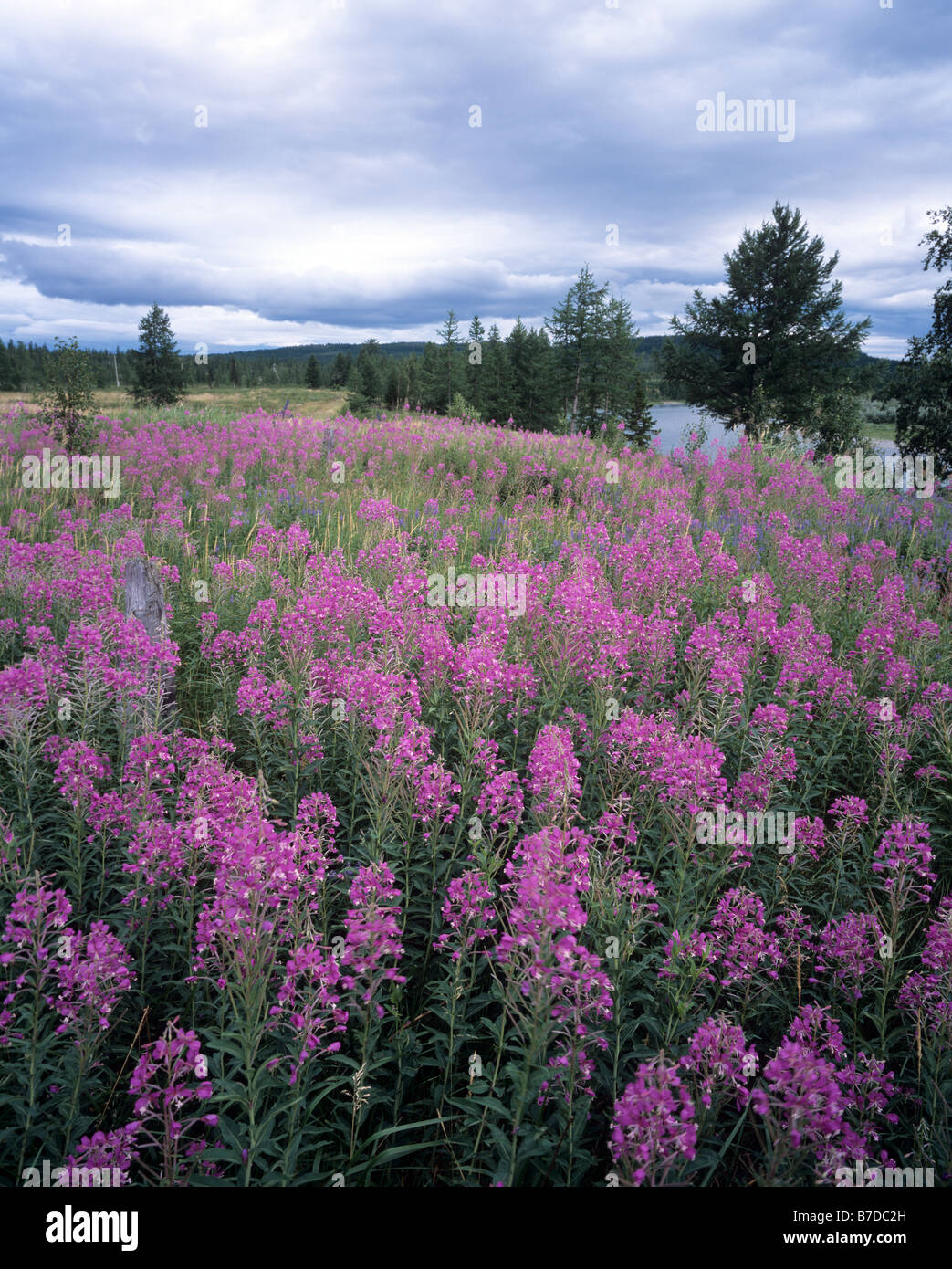 Russia. Yamal Region. Summer Stock Photo - Alamy