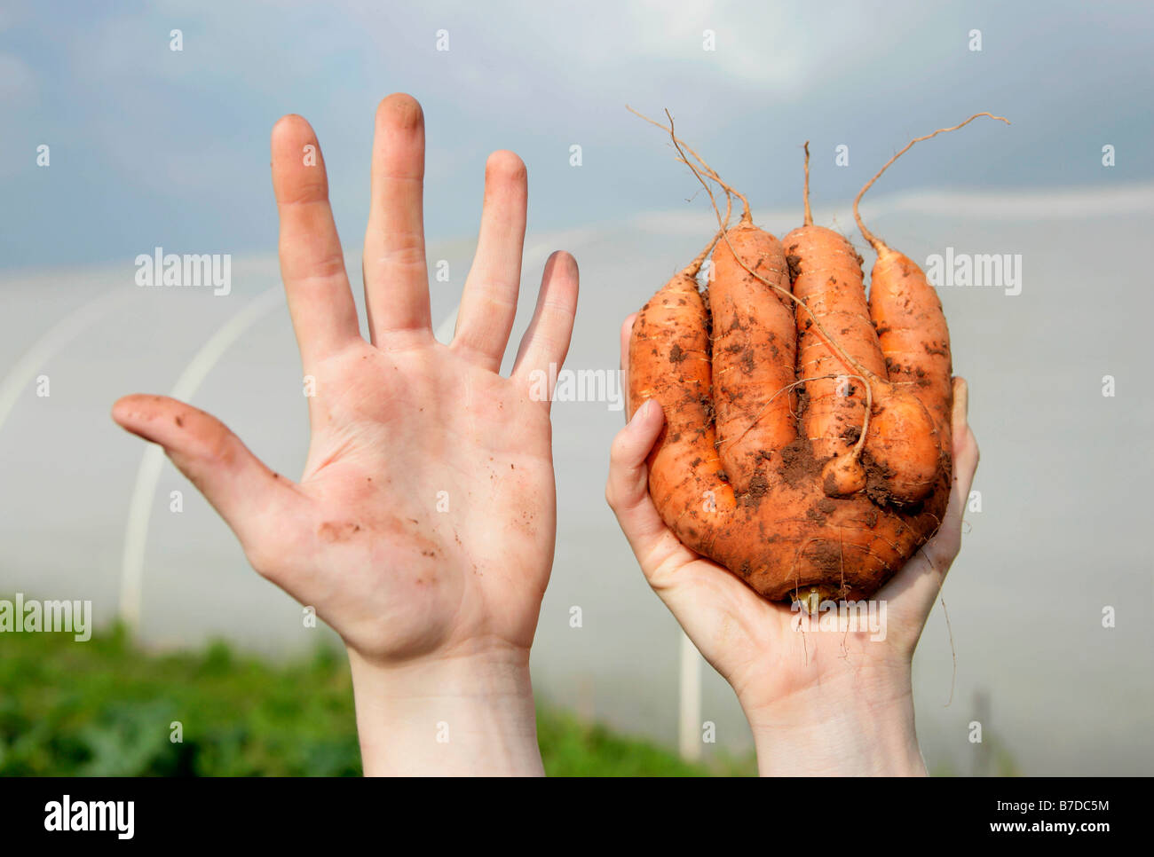Odd carrot hi-res stock photography and images - Alamy