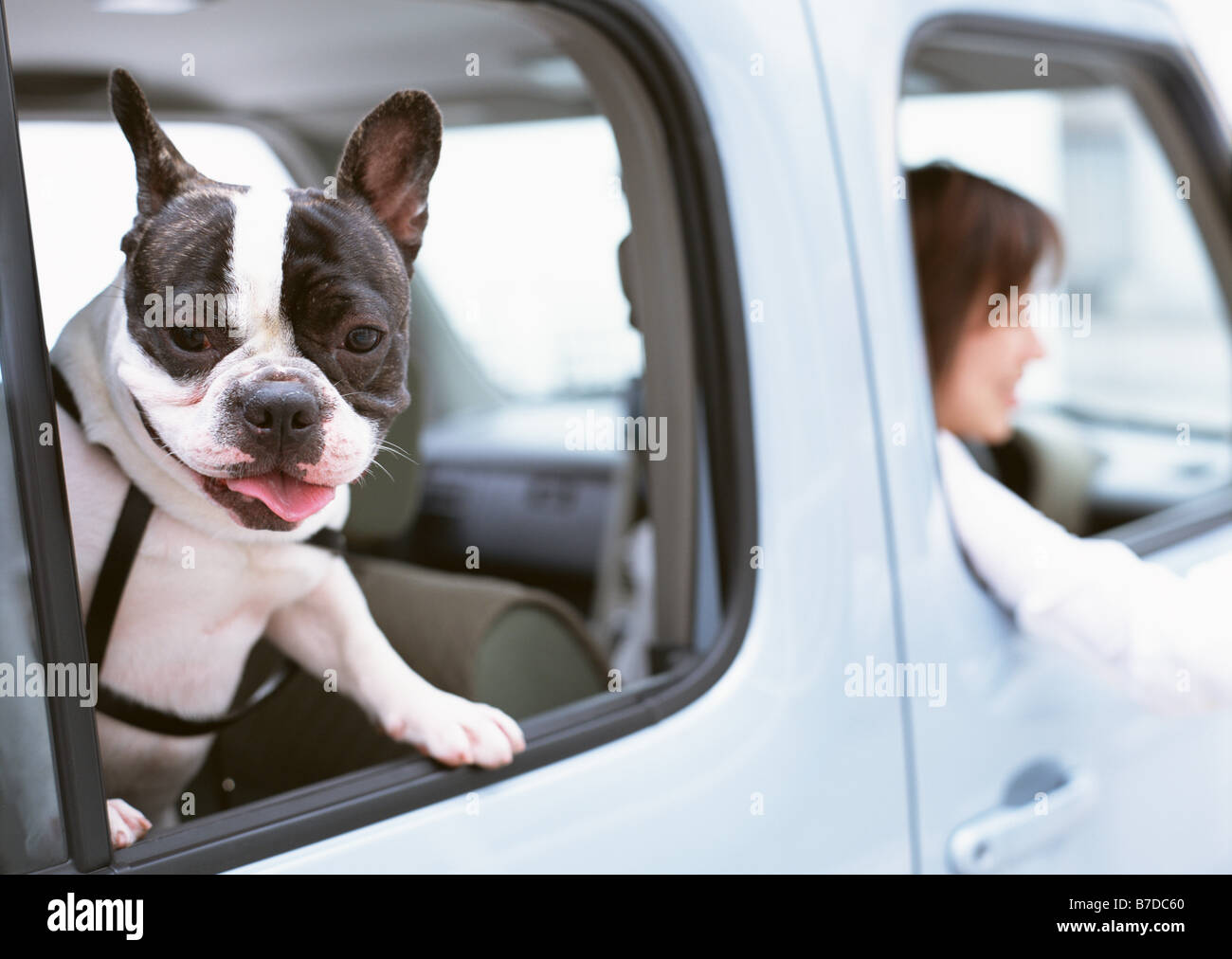 Dog checking at back Stock Photo - Alamy
