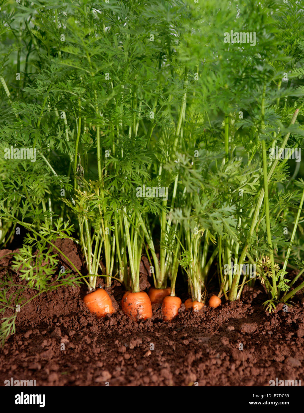 organic carrots growing Stock Photo - Alamy