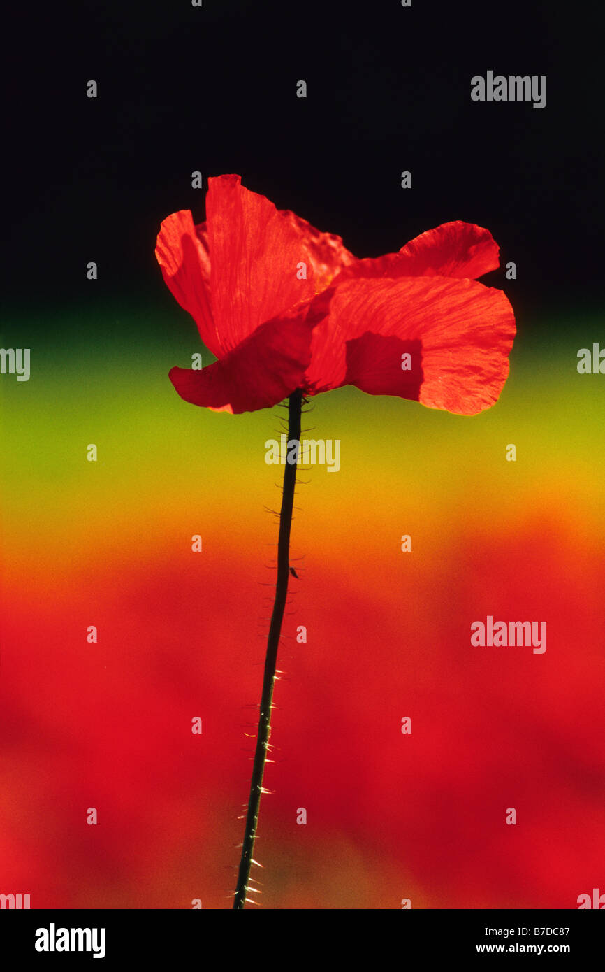 Poppy one flower hi-res stock photography and images - Alamy