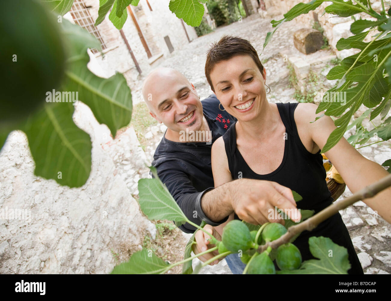 Woman harvest figs hi-res stock photography and images - Alamy